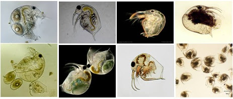 Bosmina is?; Classification, Taxonomic, Bosminidae Taxonomy - Melek ...