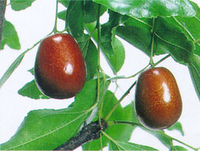 Ensalada de palabras: AZOFAIFO / AZUFAIFO