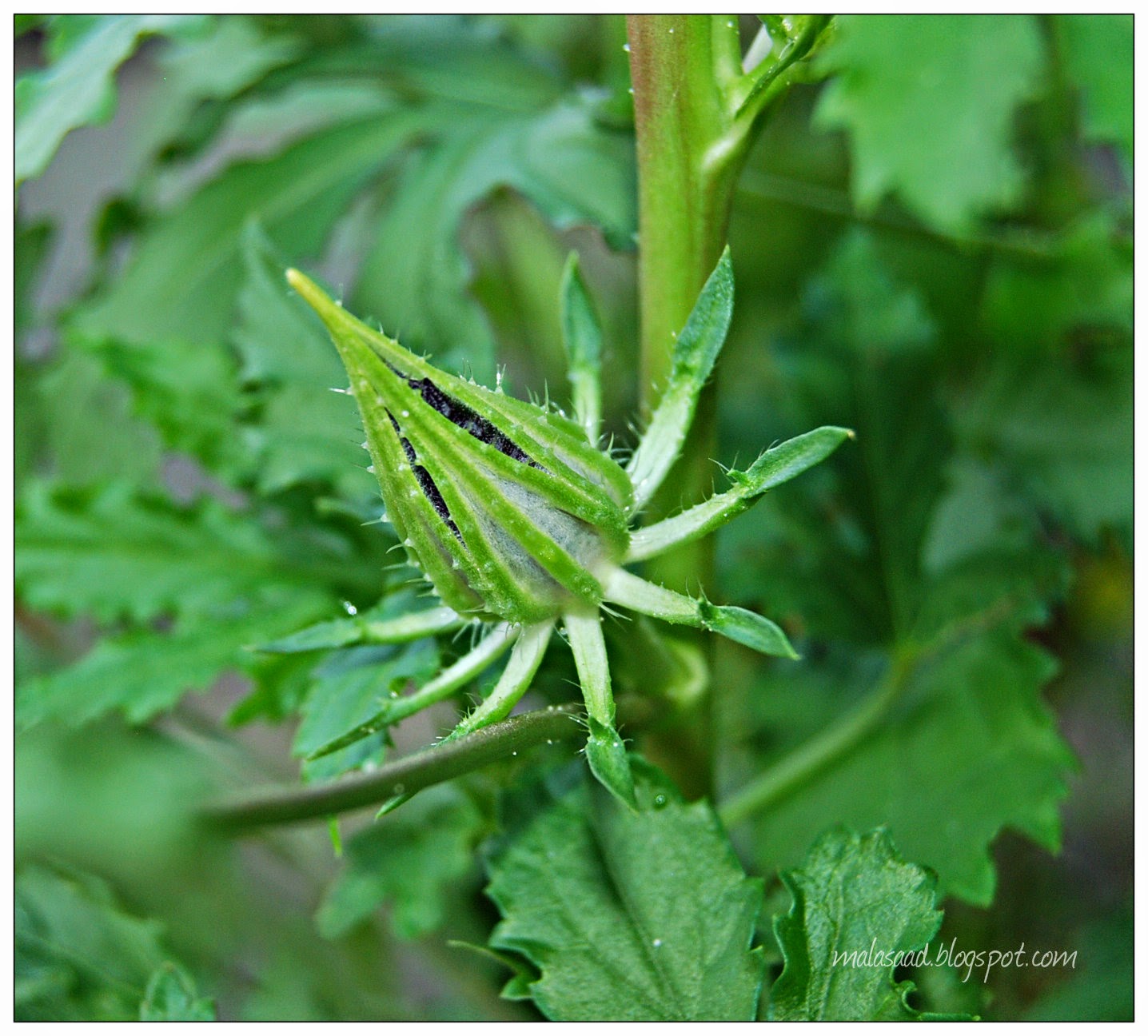 My Green Eye's: Hibiscus Cannabinus - Kenaf