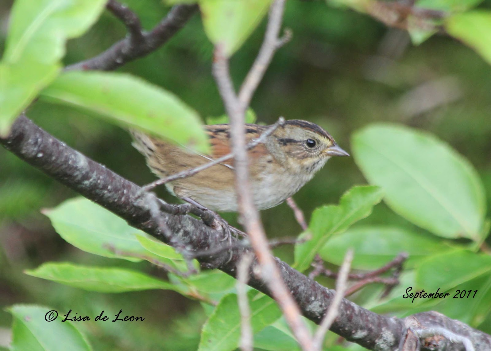 Birding with Lisa de Leon: Swamp Sparrow vs. Chipping Sparrow
