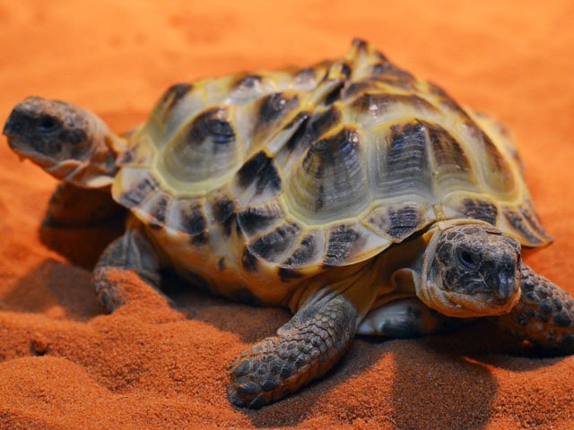 INFRAMUNDO: CUMPLIO CINCO AÑOS DE VIDA: Una Tortuga de dos cabezas es ...