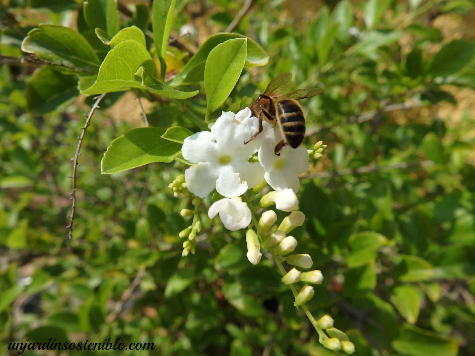 Duranta erecta Alba (Duranta, Flor del cielo etc.)