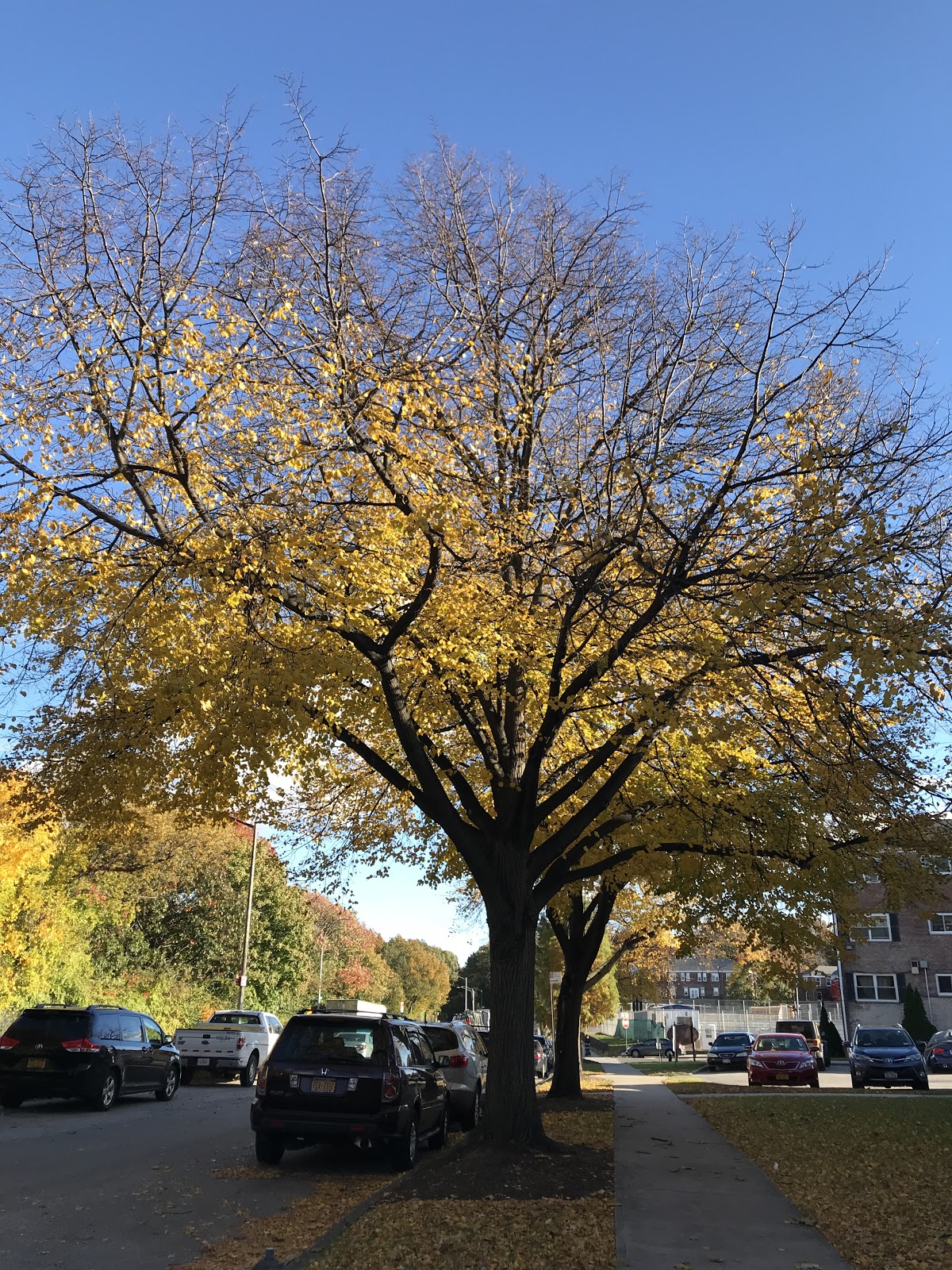 The Golden Trees of 108th Street