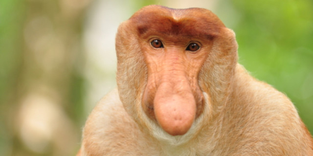 Mono Narigudo | Datos sobre este peculiar animal de nariz gigante