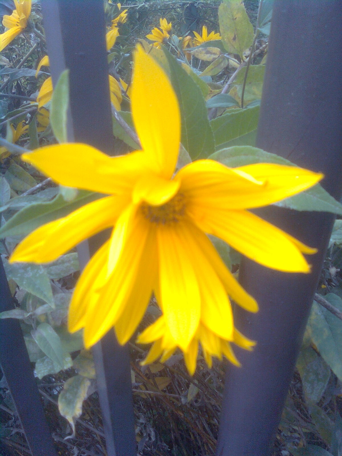 Pat Papertown 2: Yellow Flowers in October