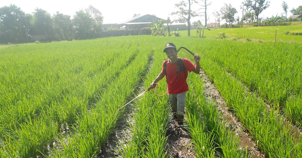 Agritani: Aplikasi Dan Dosis Pupuk Tanaman Padi