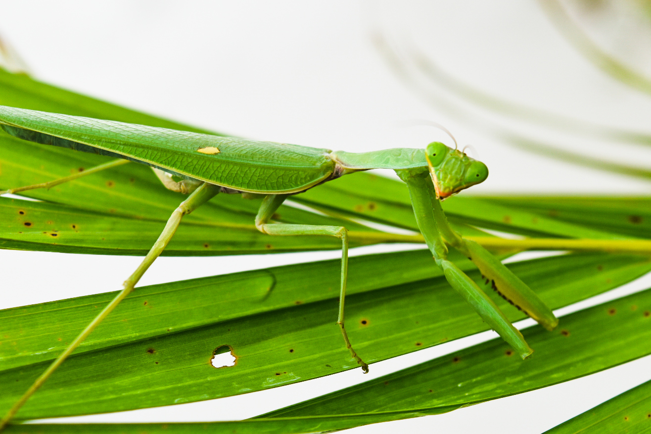 Indian Praying Mantis: The Master of Disguise. | Focus Viewpoint