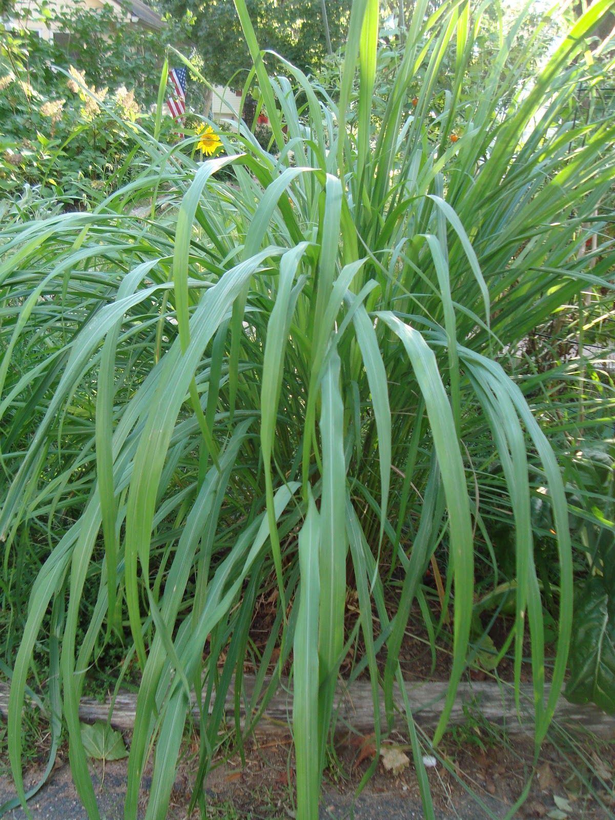A Couple in the Kitchen: Curried Mussels with Lemongrass *Award-Winning*