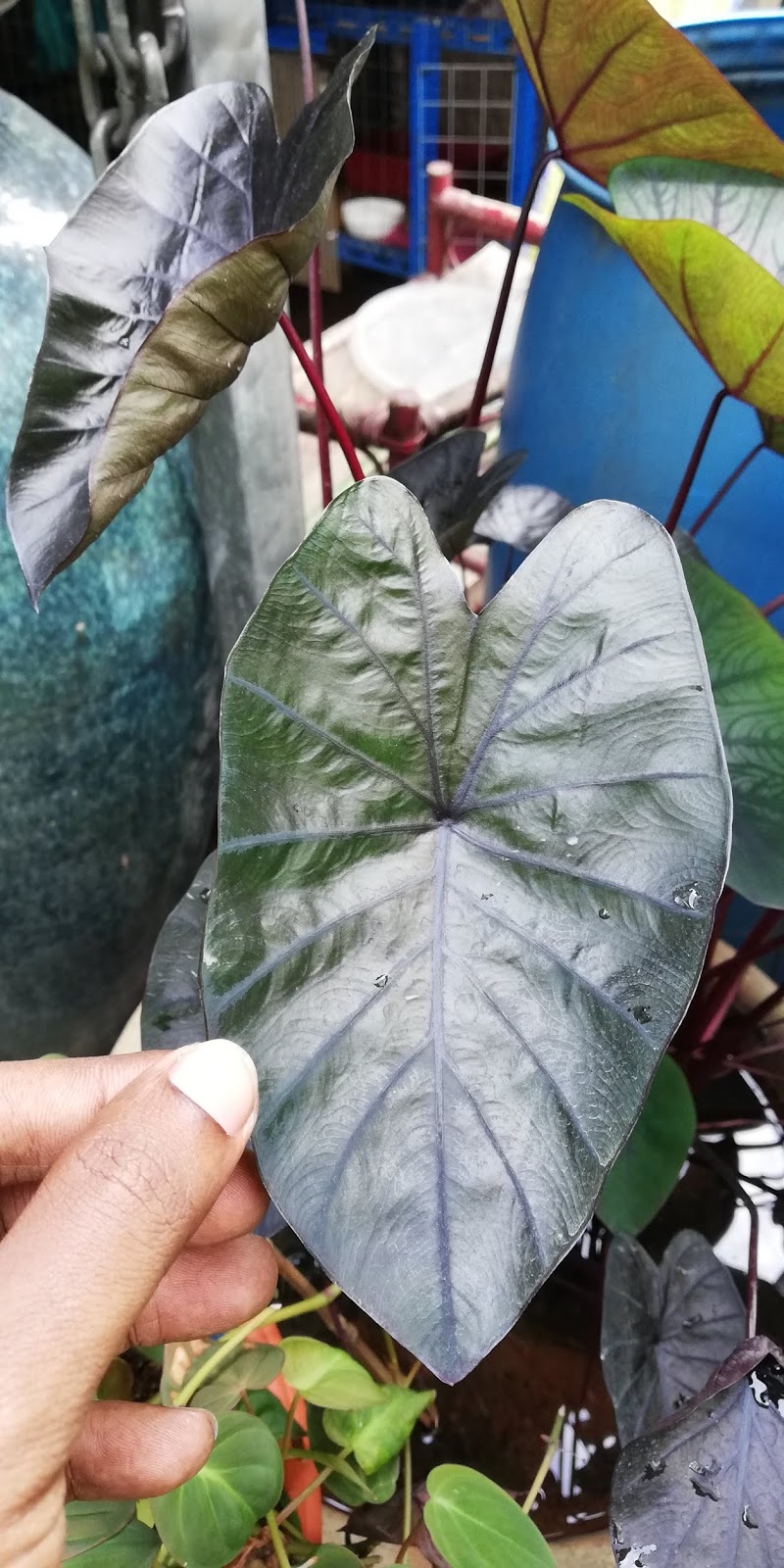 Garden Chronicles : Different Types of Taro - Names & Images