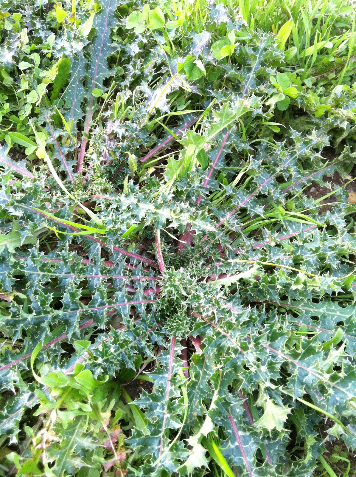 casa rural Pecci: Cardillos.