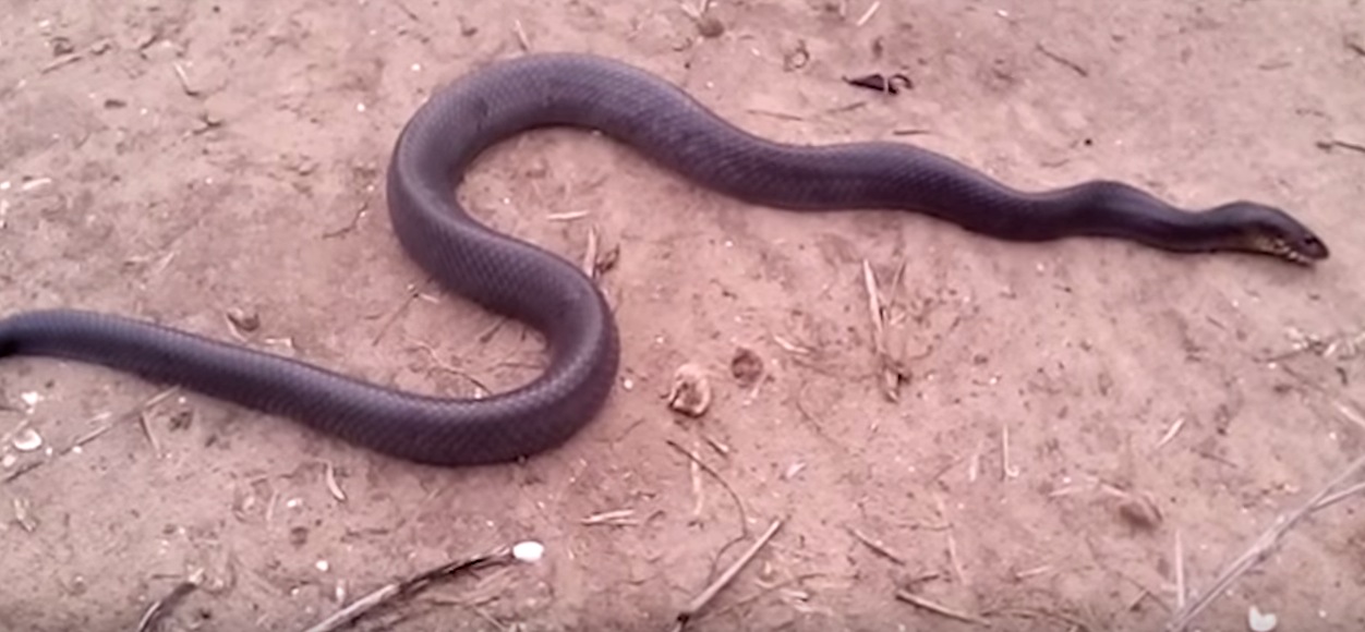 Gregory diz que essa é uma tática desesperada. “Pode funcionar, por ...
