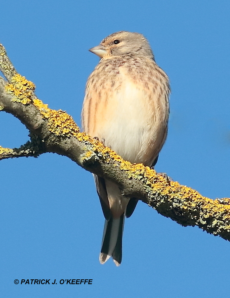 Raw Birds: COMMON LINNET (Linaria cannabina) female, Turvey Nature ...