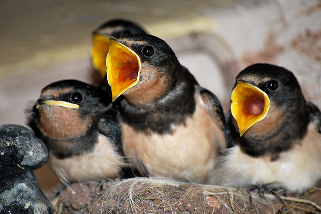 The World Is My Cloister: One Swallow does not a summer make