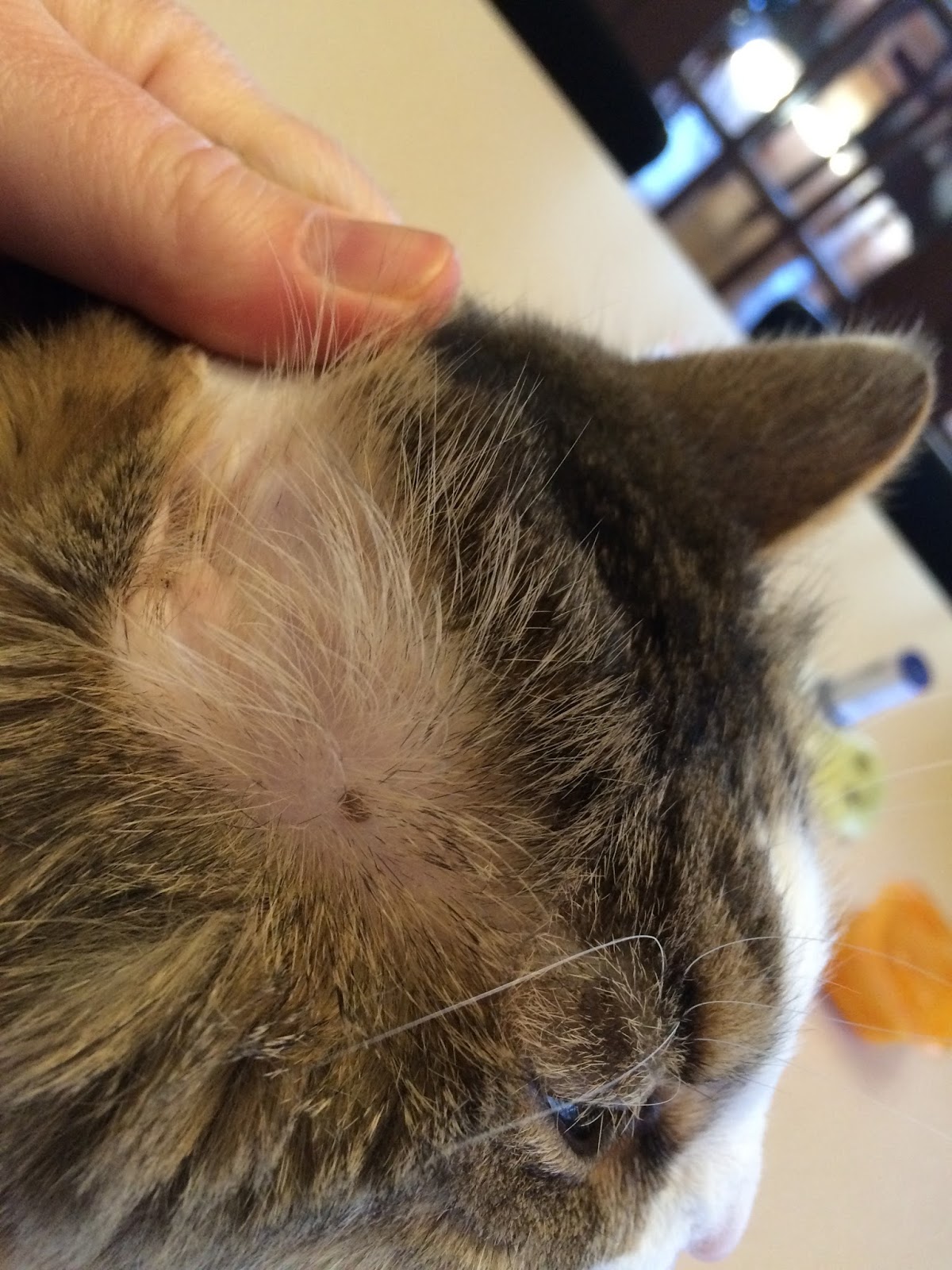 Cat Living With Hypertrophic Cardiomyopathy April 2016 cat-living-with-hypertrophic-cardiomyopathy-april-2016