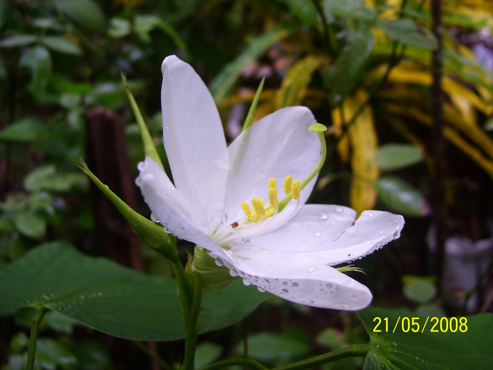 flowers and flowers: FLOWER IN TREES