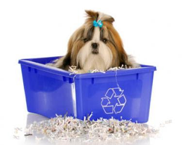 10 Ways to Go Green with Your Pet for Earth Day • South Loop Dog Park ...