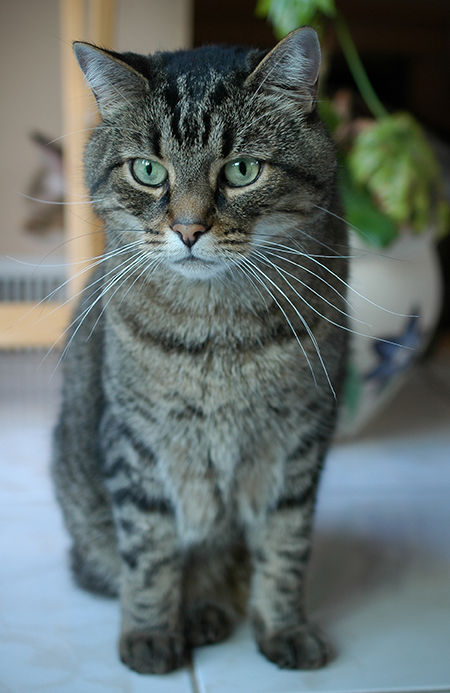 Knatolee's World: Catty McCattykins Catty Catty Cat Cat Catamania Catness!