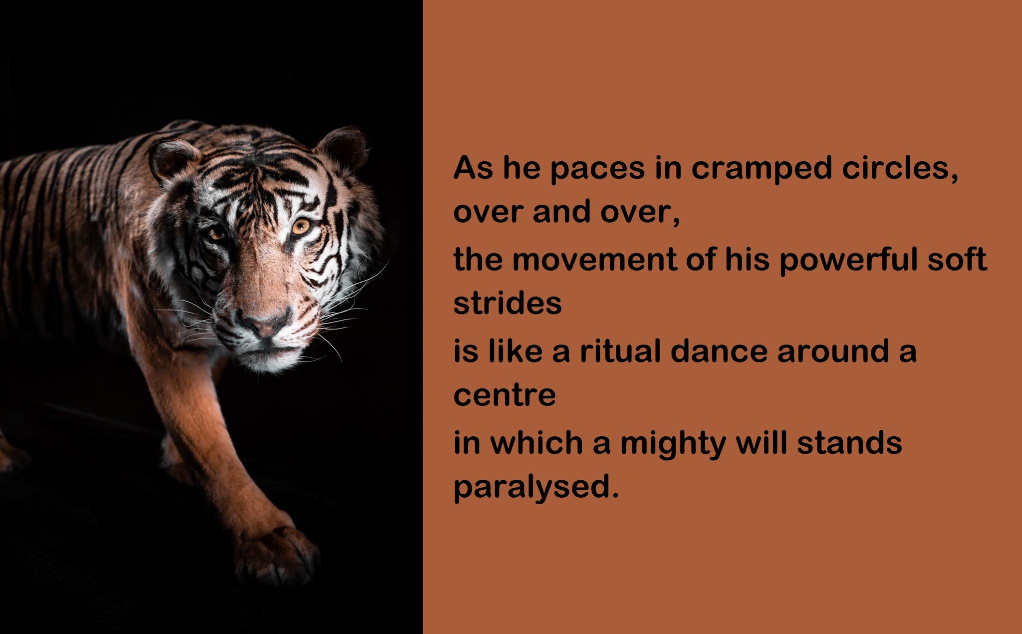 English Notes: Tiger Poems from First Flight