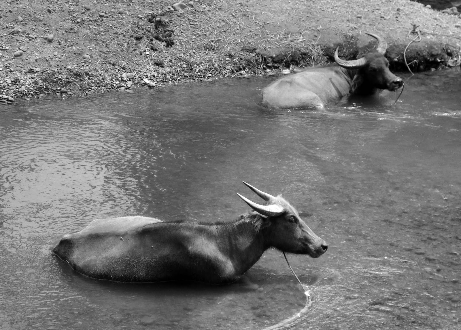 Living with Nature - School on Blog by Dr. Abercio V. Rotor: Father and ...