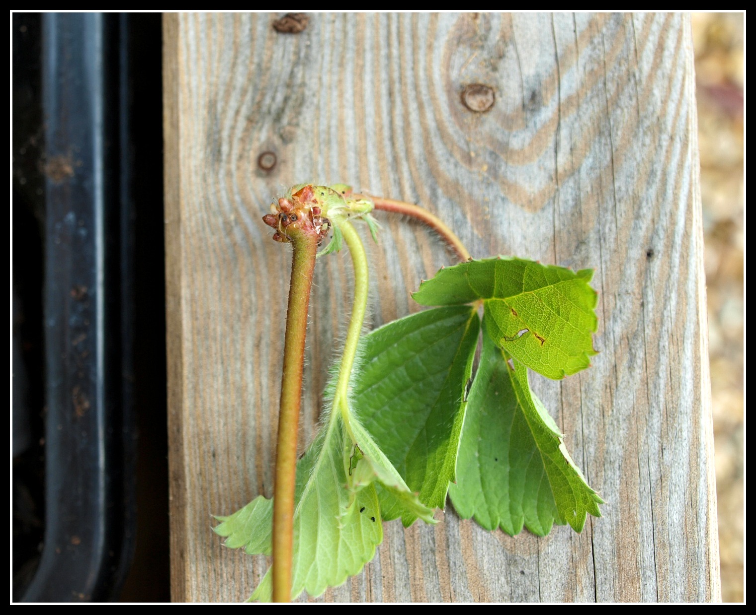 Mark's Veg Plot: Propagating Strawberries
