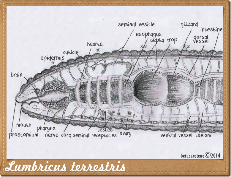 ANNELIDA SKETCH ~ Betacarotene