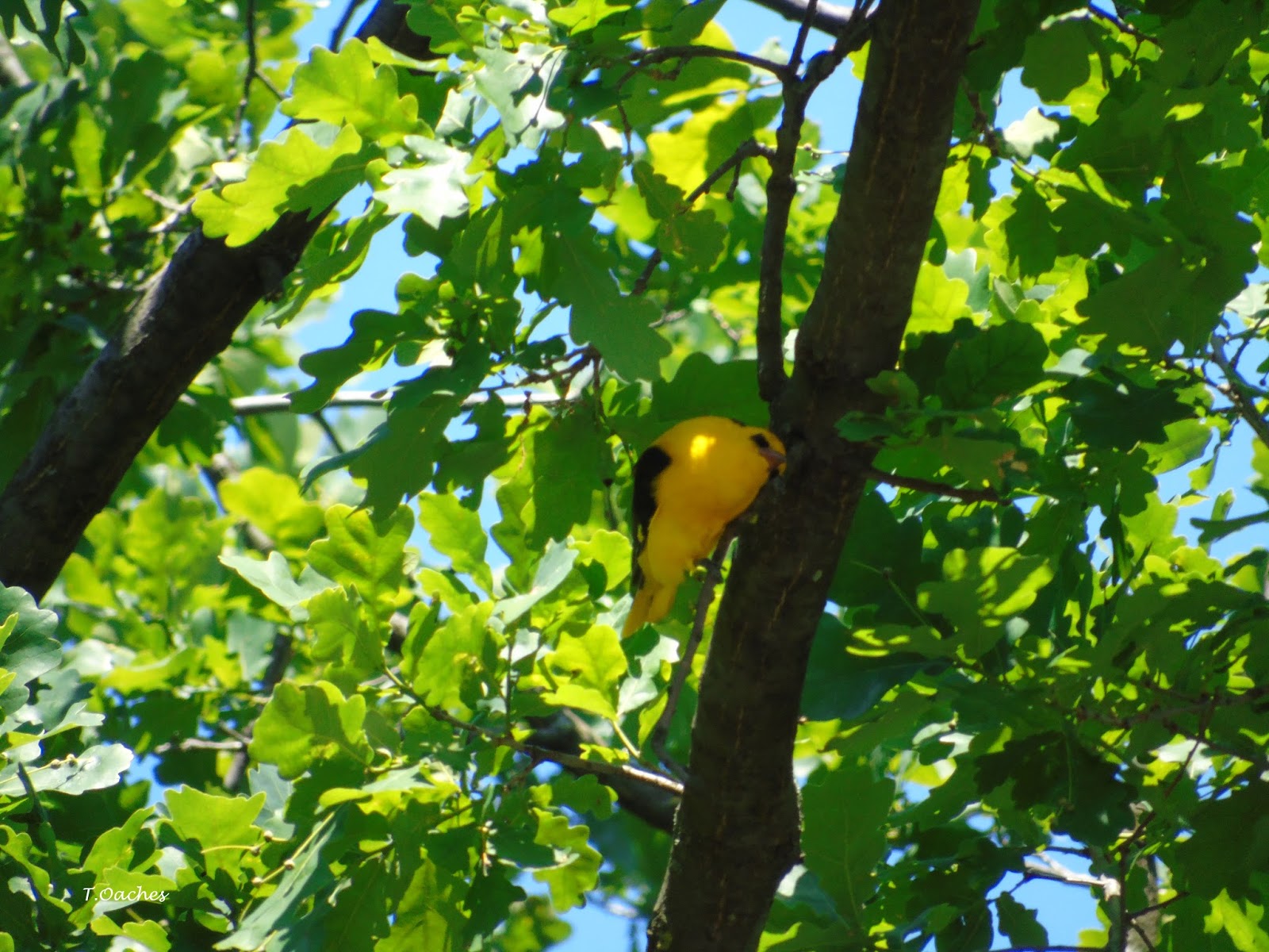 PASARI DIN ROMANIA: GRANGUR, Oriolus oriolus
