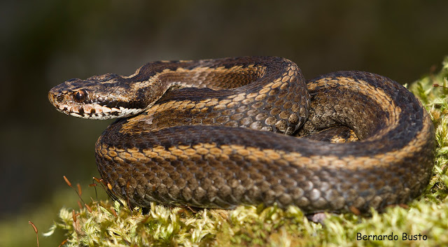 RÍA DE LA VILLA: Primera de la temporada