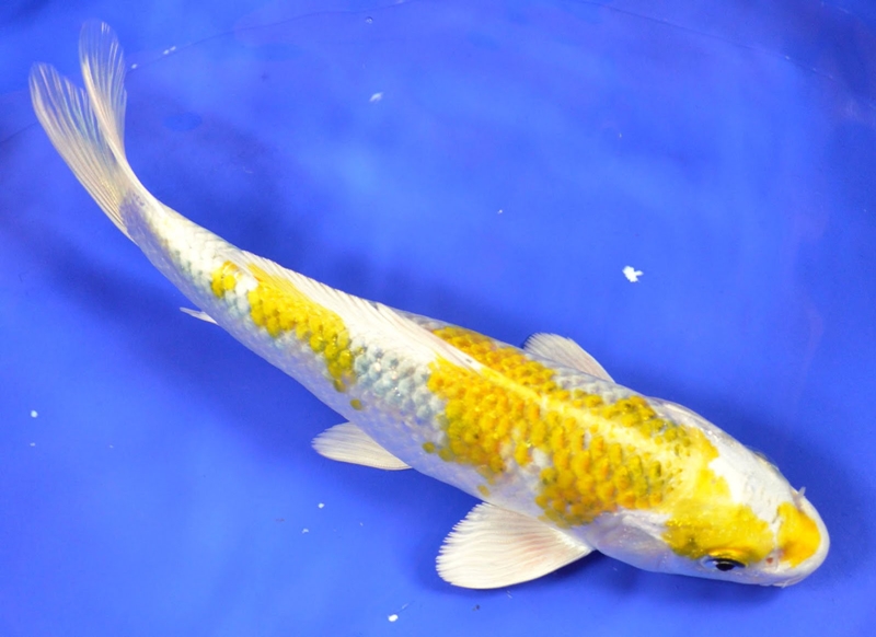 Blog Guru Jaringan Kimia: 54 Jenis Ikan Koi, Harga, Penjelasannya ...