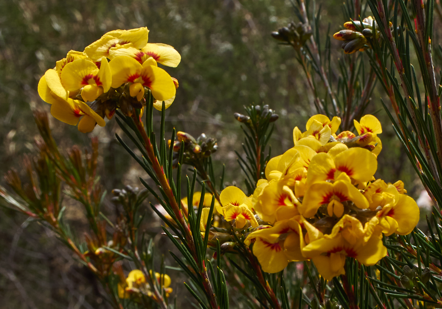 121. The Bundoleers, Tower Hill & Calectasia Falls