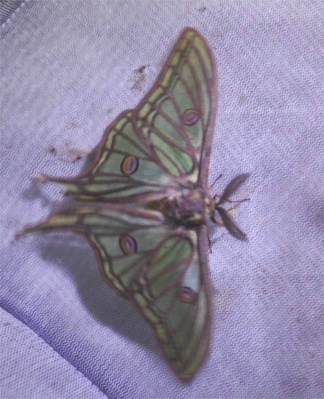 Naturarte: Mariposas nocturnas o heteróceros