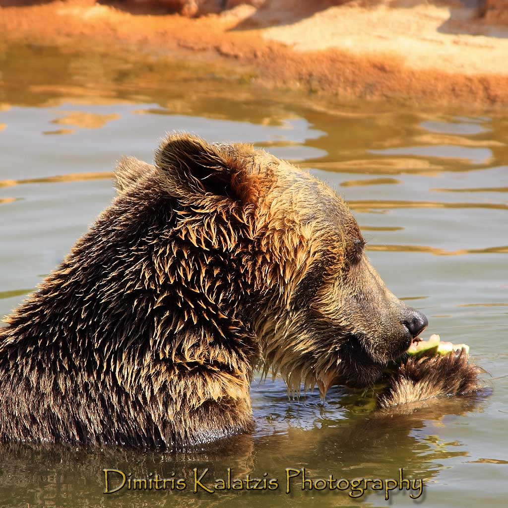 Dimitris Kalatzis Photography: ΑΡΚΟΥΔΑ ΤΡΩΕΙ ΚΑΡΠΟΥΖΙ