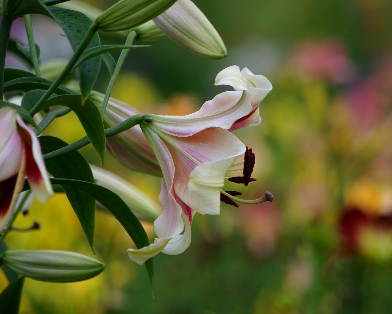 Life in Rice Lake, WI: 2013 Erickson Gardens Tour
