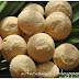 Biskut Sagu Keju / Cheesey Sago Cookies ~ Resepi Terbaik