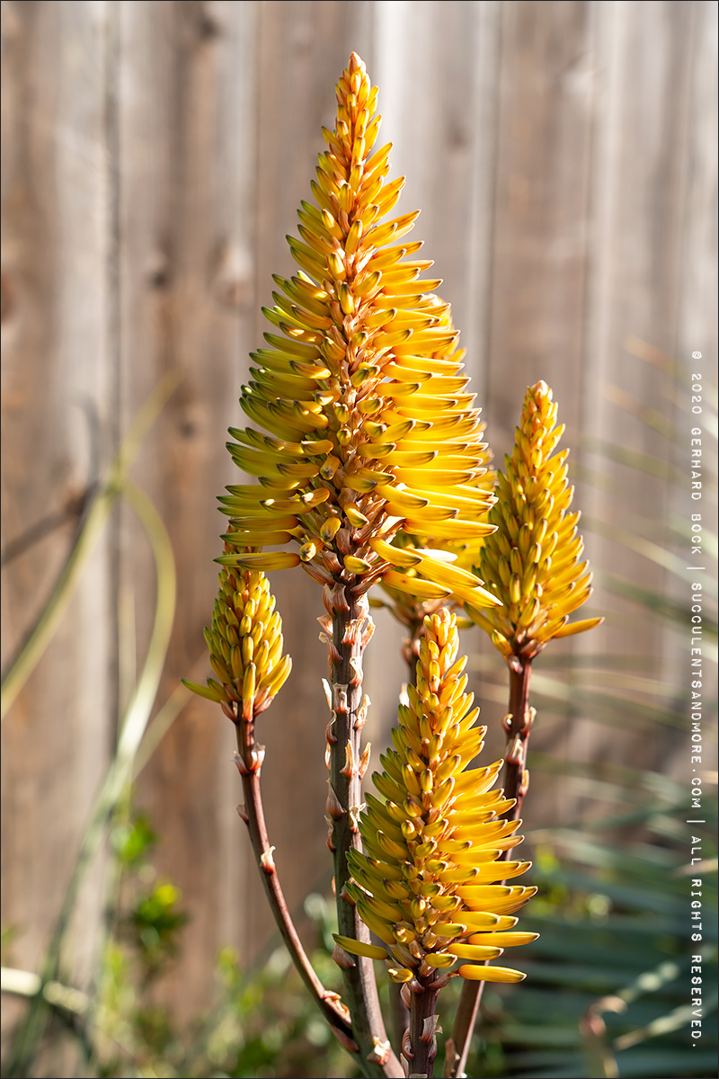All our aloes want is some ☀️