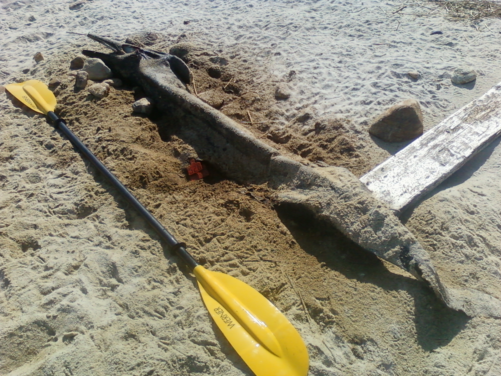 National Paranormal Association: Cape Cod Creature "Real or Hoax"