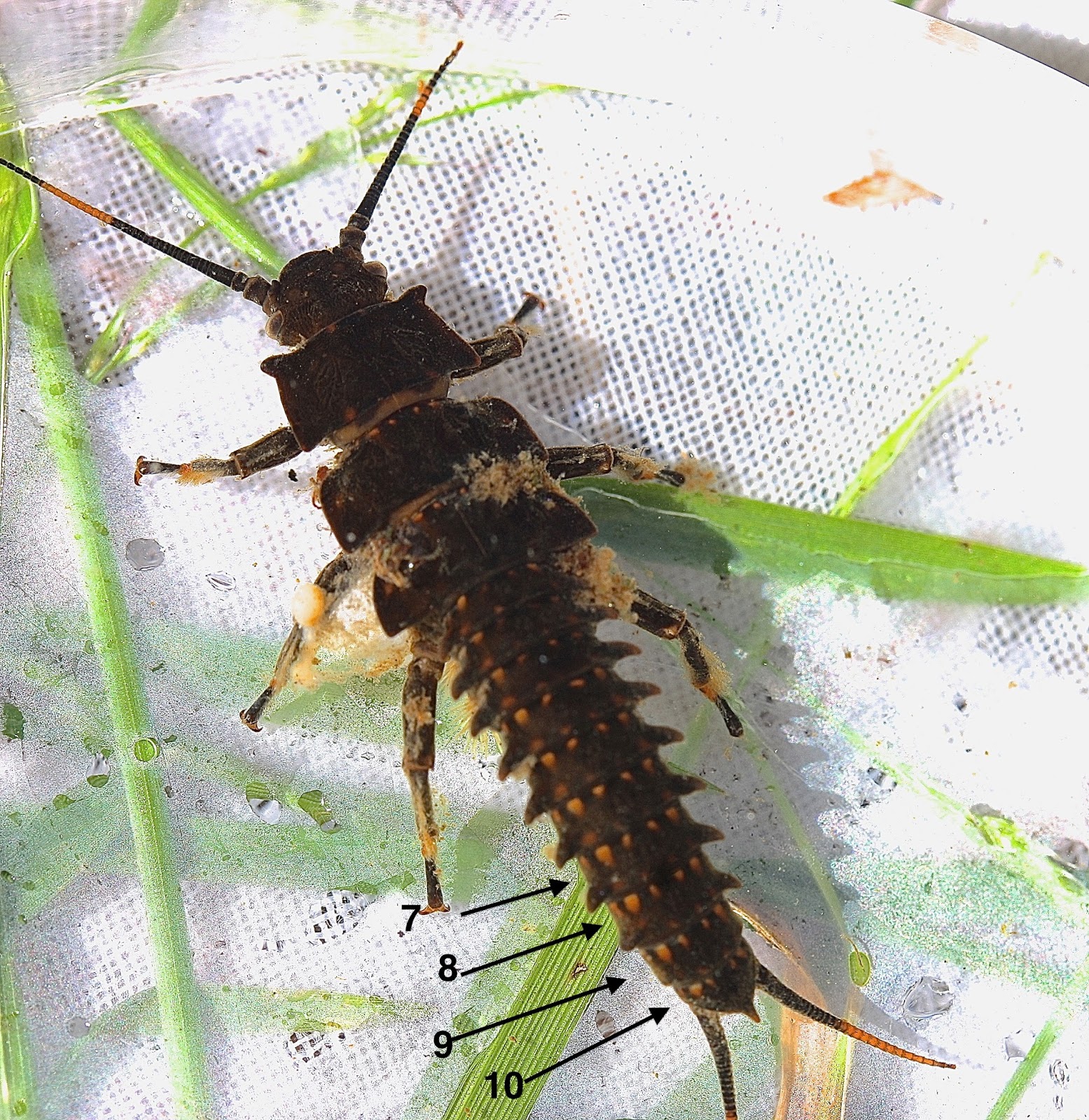 Aquatic Insects of Central Virginia: Odontocerids (Strong case-makers ...