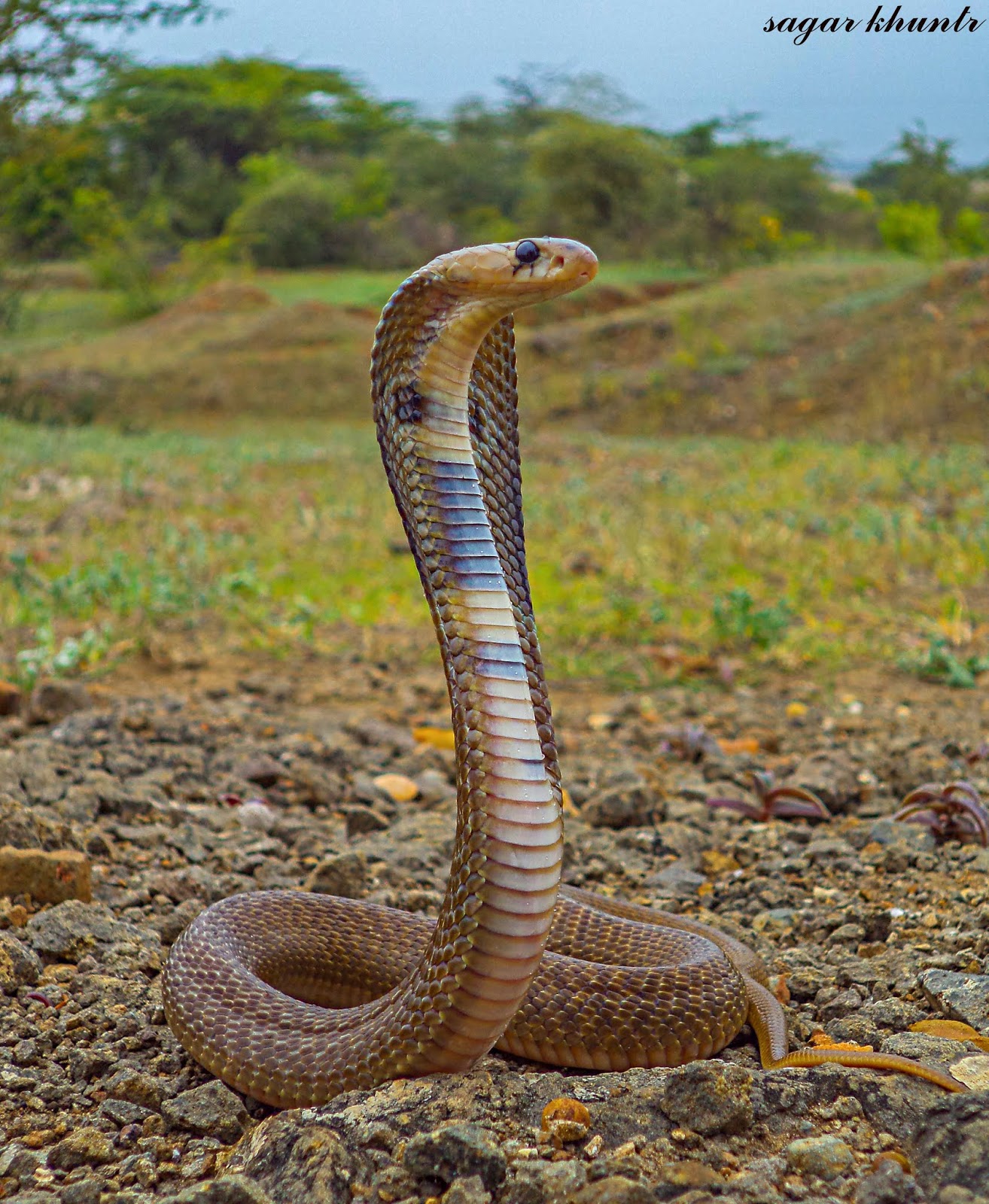4 COMMON VENOMOUS SNAKES OF INDIA