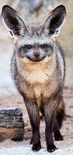 ¿BAILAMOS CON LOBOS?: OTOCYON : EL ZORRO OREJUDO AFRICANO