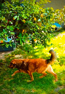 Eternidades y pegos: El perro limón