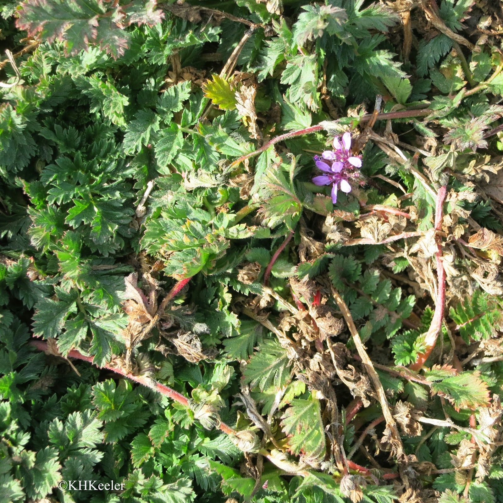 A Wandering Botanist: Plant Story--redstem stork's bill, Erodium ...