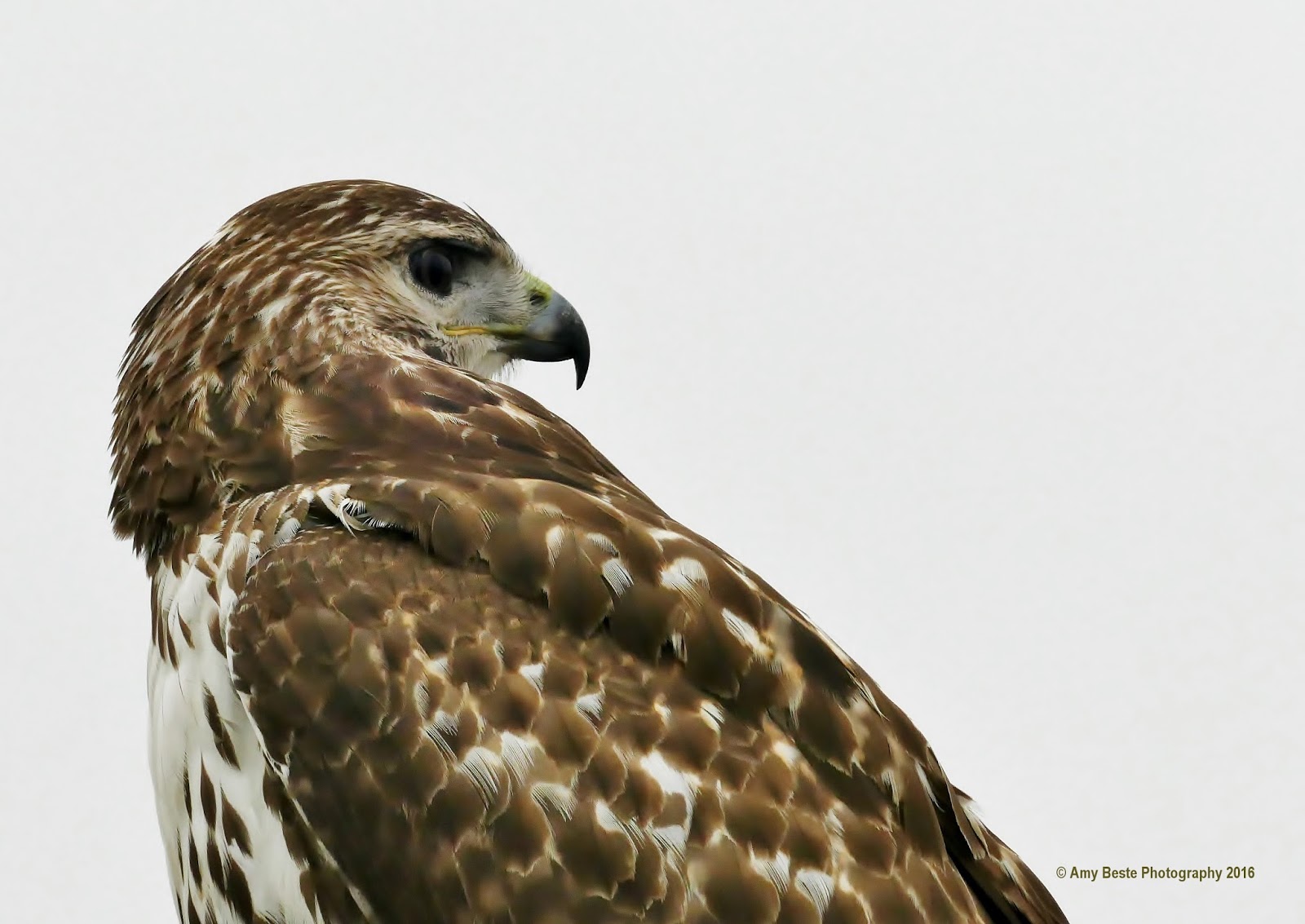 Through Amy's Eyes - Photography by Amy Beste: Hawk with Character