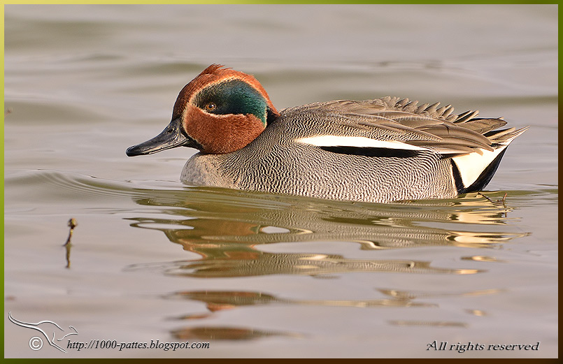 WILDLIFE GATEWAY: Les canards de surface