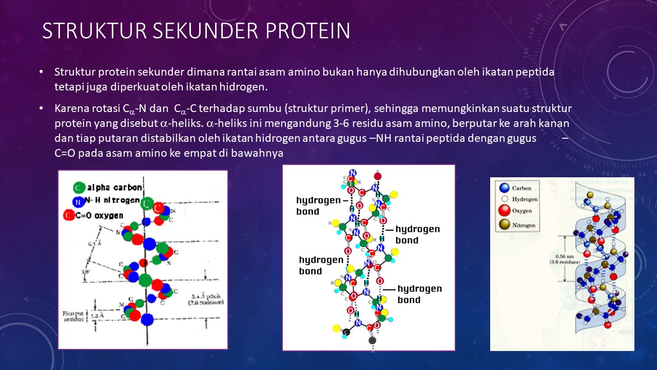 STRUKTUR PROTEIN