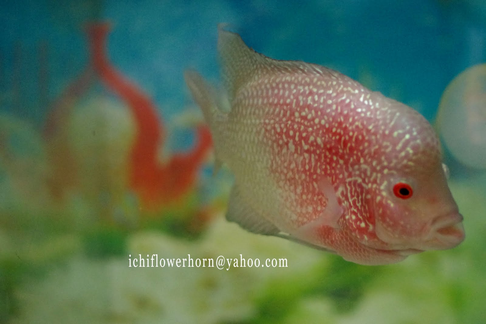 Flowerhorn The Hybrid Cichlids: Louhan Cencu - Ichiflowerhorn 002