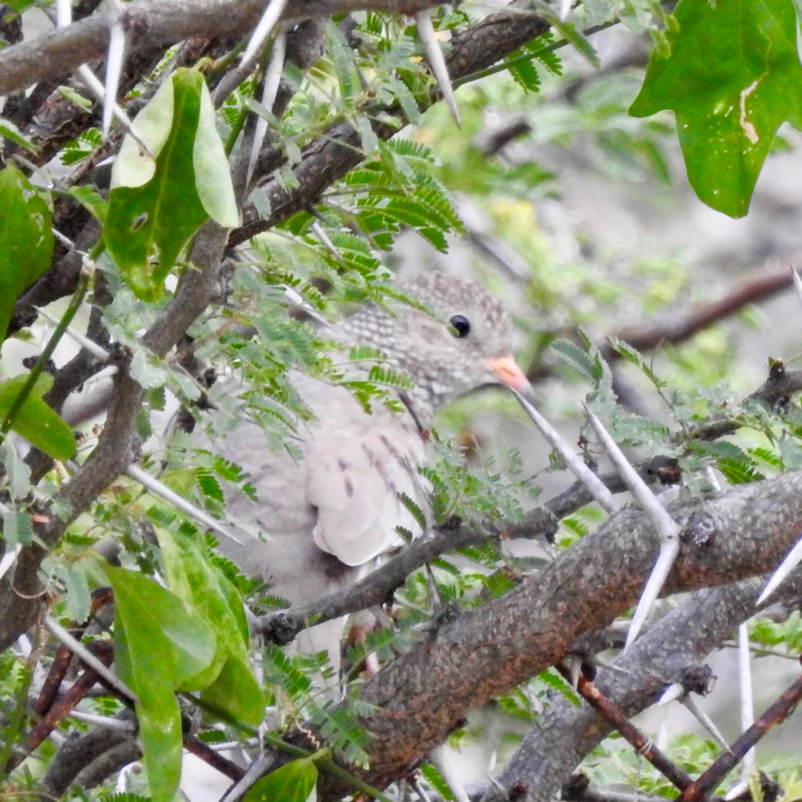 Hiking Curaçao - Flora and Fauna: Bird count. In Dutch. Feb. 6. 2020