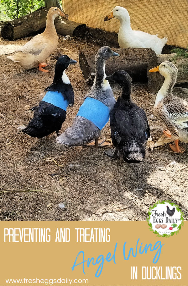 Preventing and Treating Angel Wing in Ducklings - Fresh Eggs Daily ...