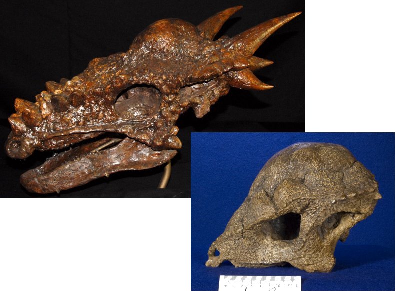 Extinct Animal of the Week: Prenocephale News and Theories