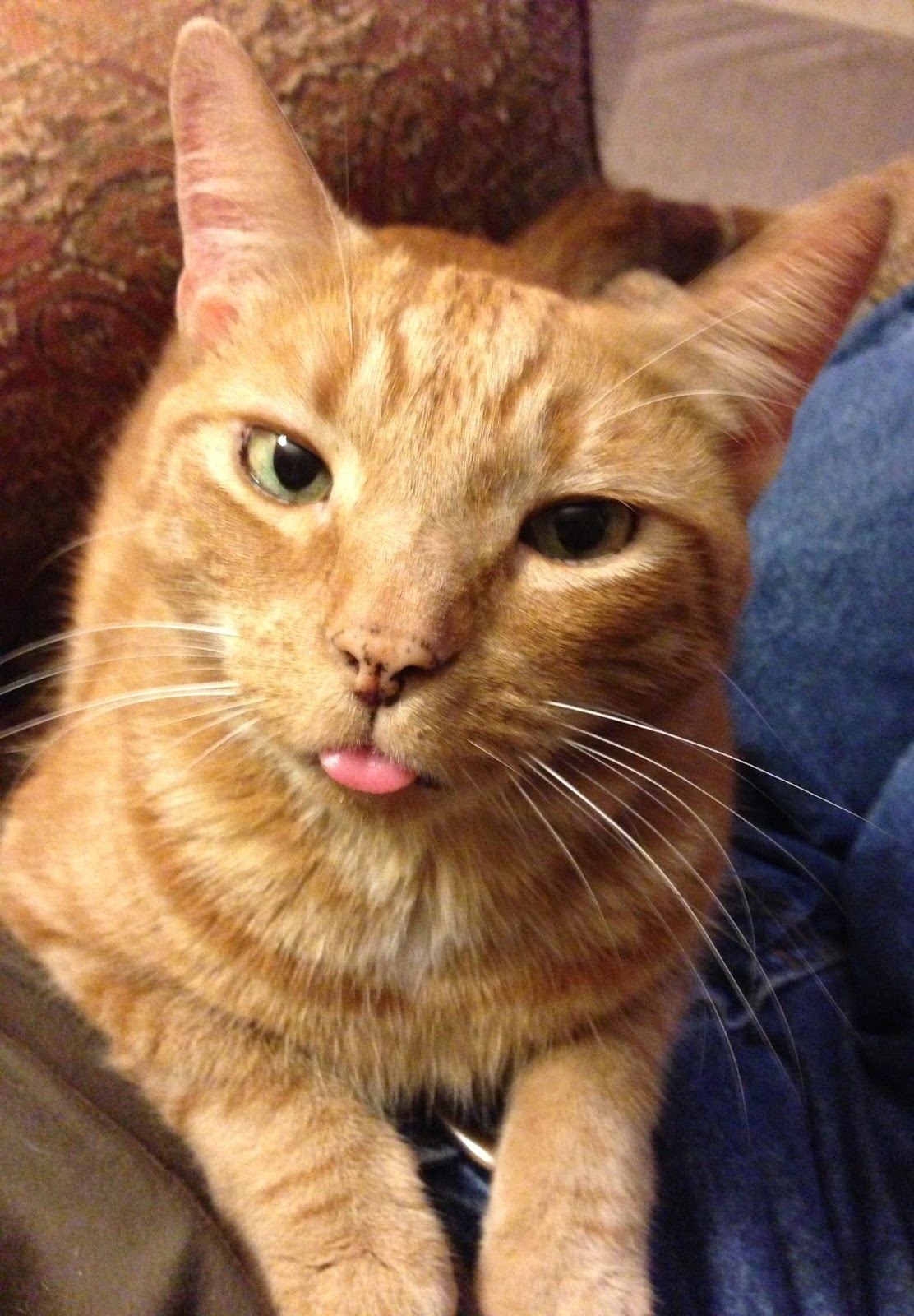 StarkNotes: Emily Dickinson: Cats & the Ample Life