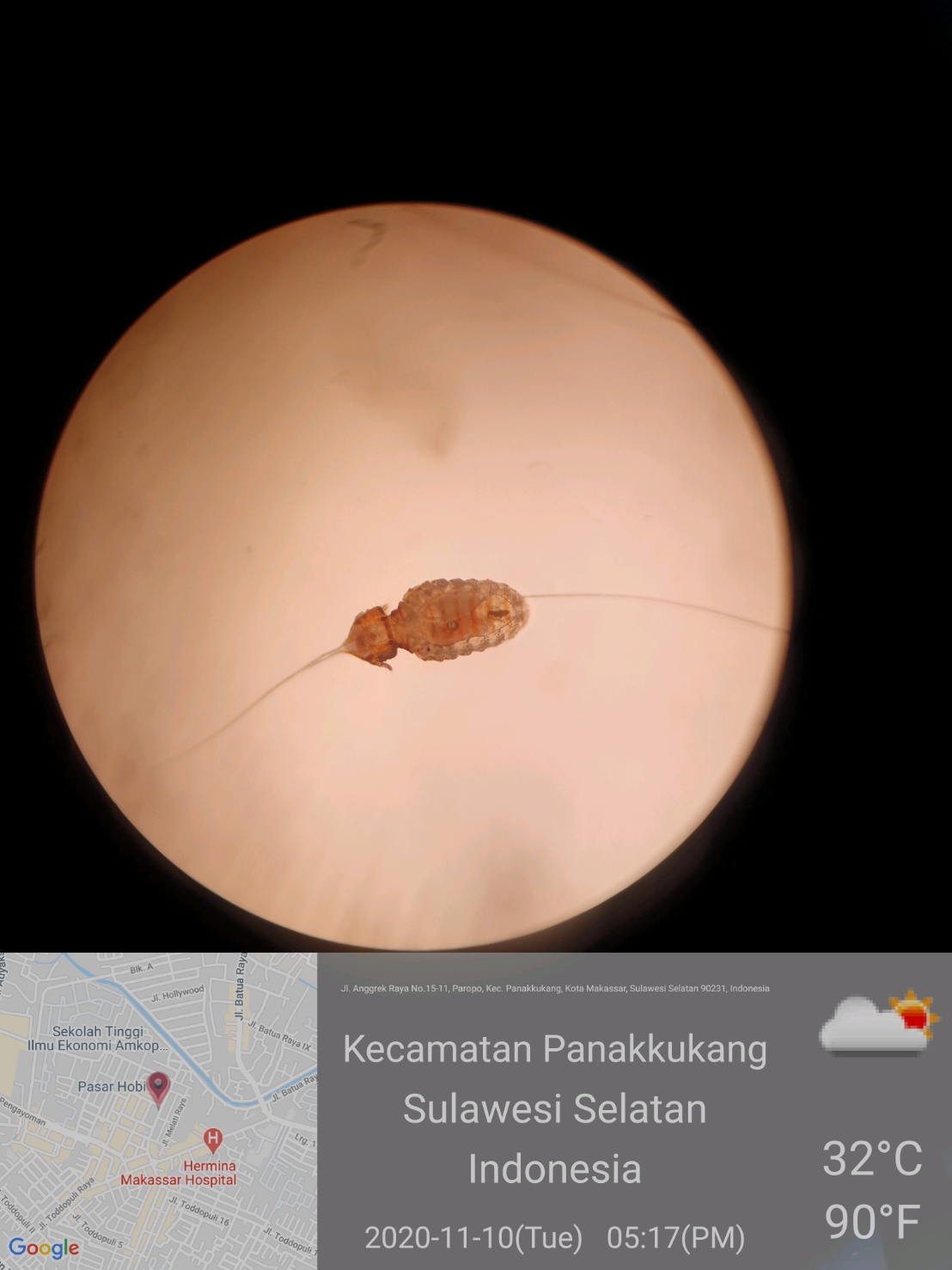 Felicola subrostratus: Kutu Kucing Taksonomi, Morfologi, Kepentingan ...