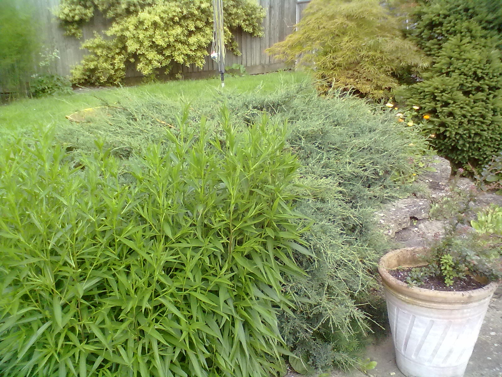 Rachel the Gardener: How to: start a Cloud pruned Juniper from scratch